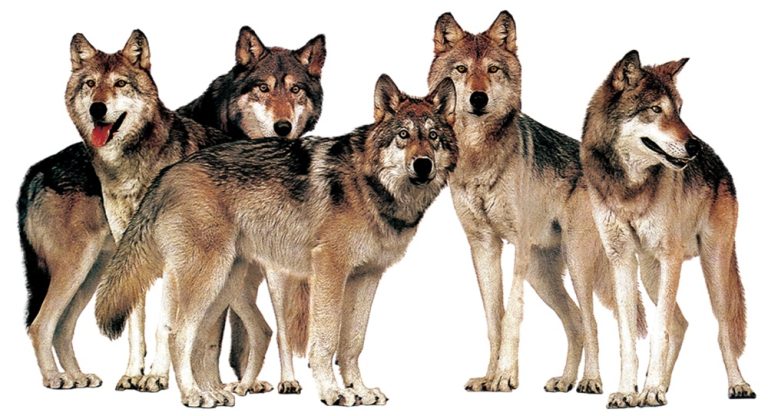 Story ‣ How Wolves Change Rivers? – Asyoli