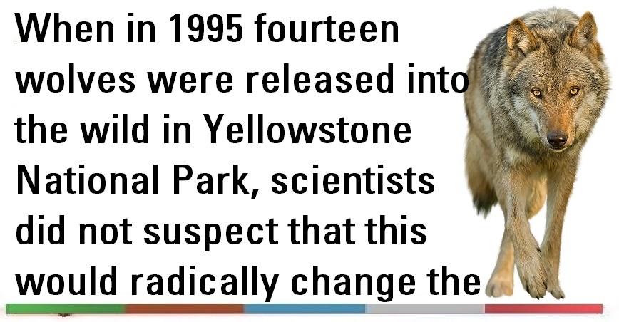 Story ‣ How Wolves Change Rivers? – Asyoli